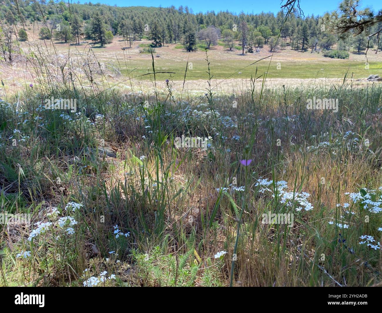 Many-flowered Linanthus (Leptosiphon floribundus Stock Photo - Alamy