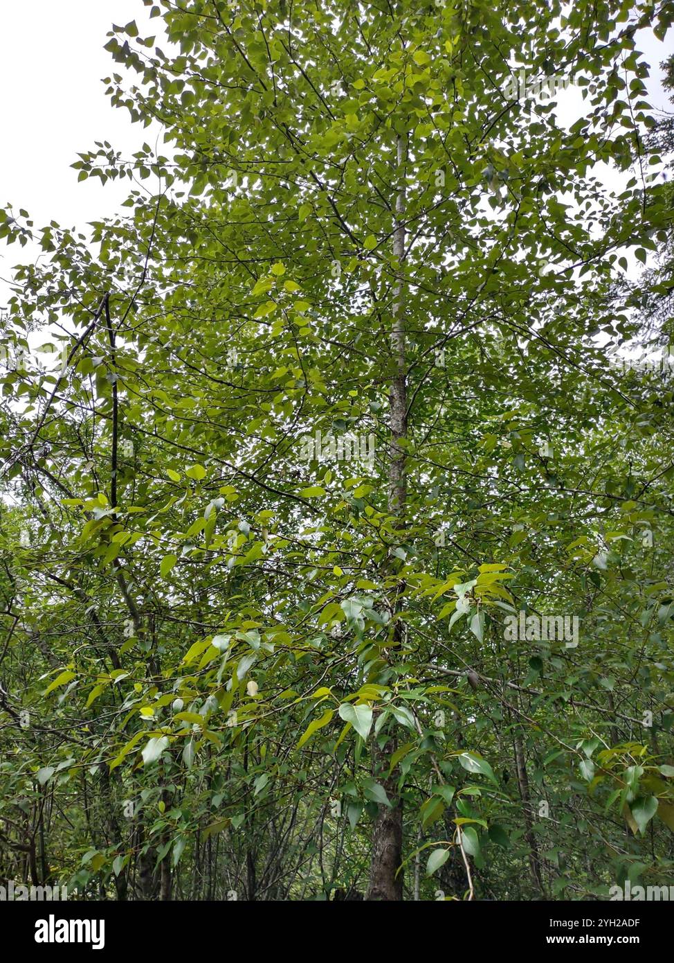 black cottonwood (Populus trichocarpa Stock Photo - Alamy