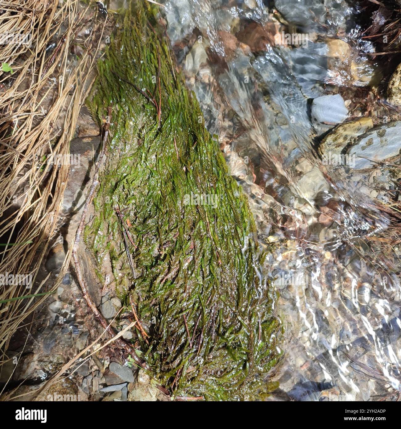 Fontinalis antipyretica willow moss hi-res stock photography and images ...