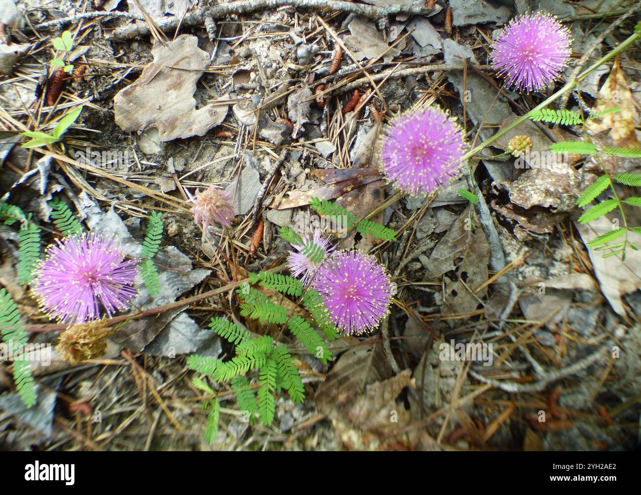 littleleaf sensitive-briar (Mimosa microphylla Stock Photo - Alamy