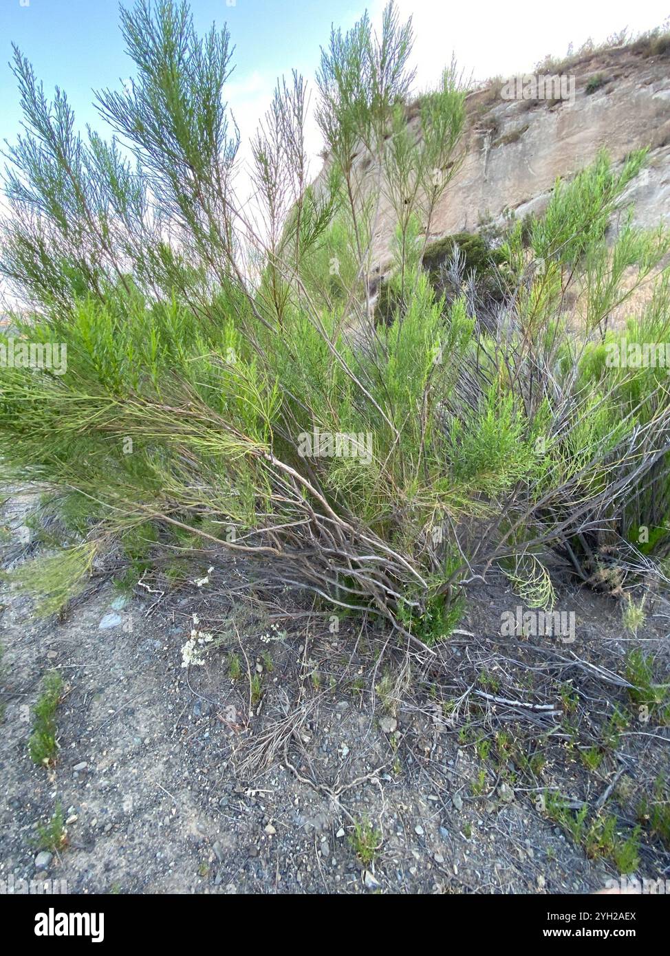 Desert Broom (Baccharis sarothroides Stock Photo - Alamy