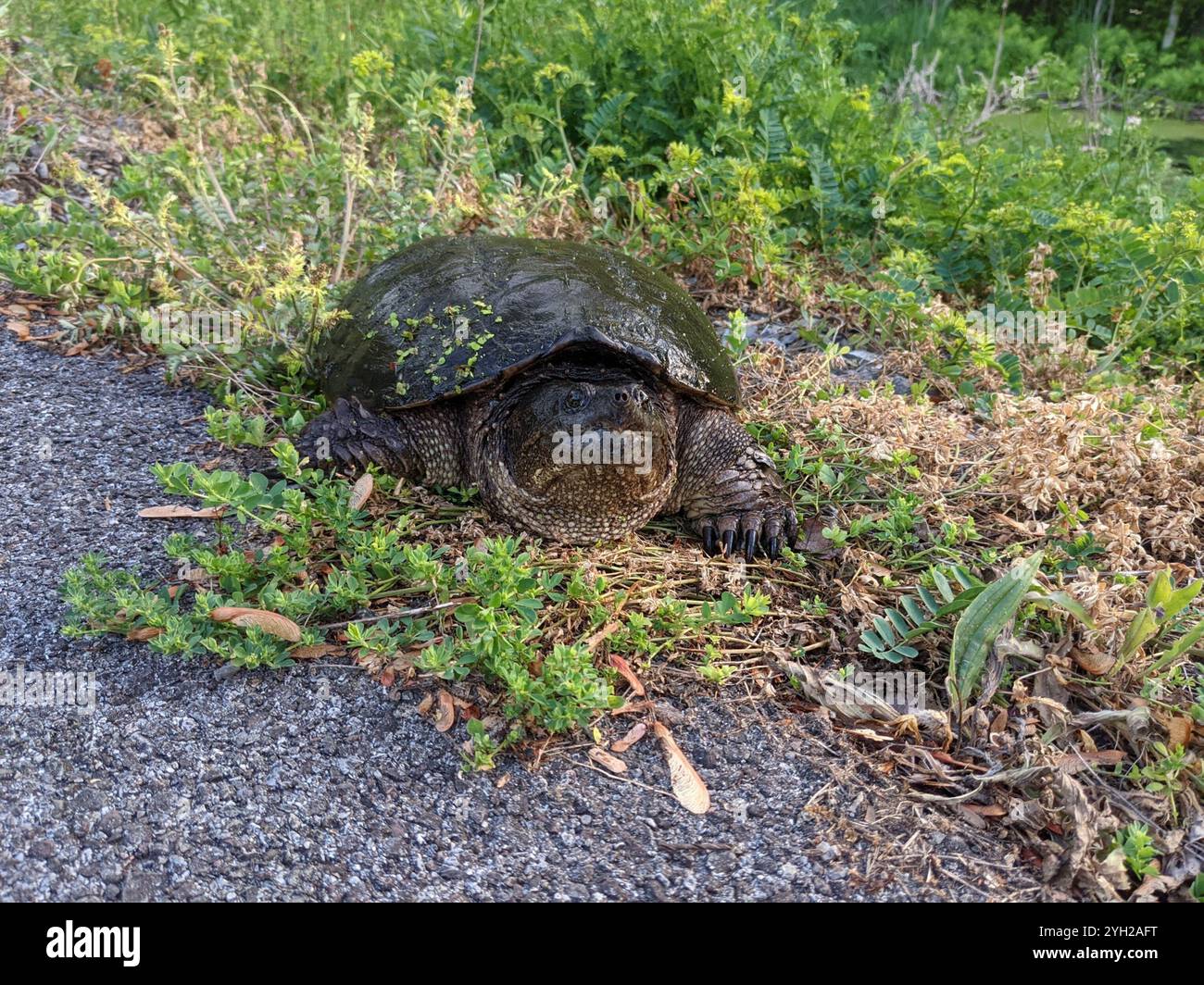 Common Snapping Turtle (Chelydra serpentina Stock Photo - Alamy