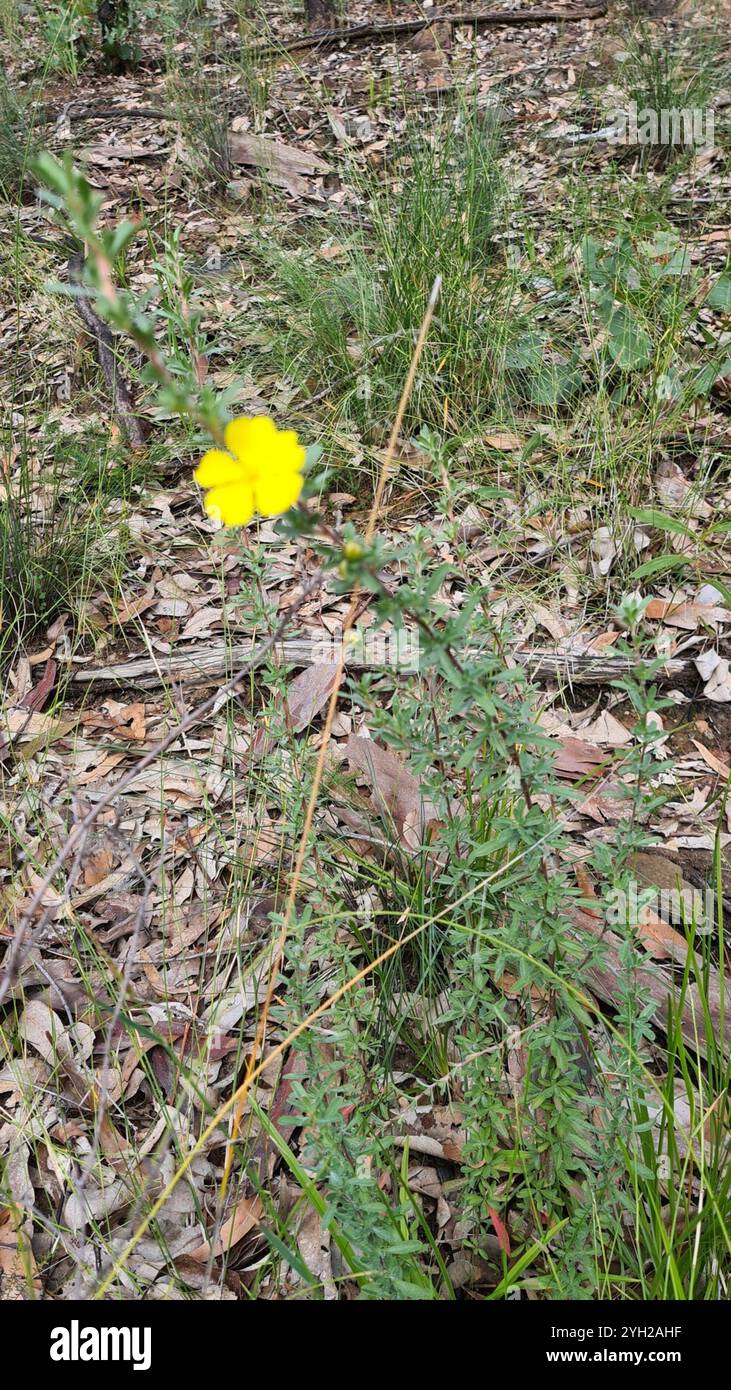 Showy Guinea Flower (Hibbertia linearis Stock Photo - Alamy