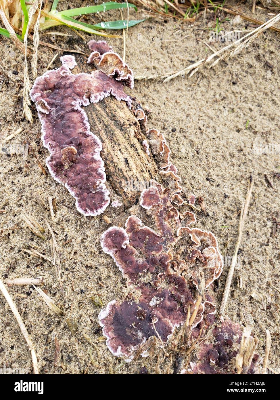 Silverleaf Fungus (Chondrostereum purpureum Stock Photo - Alamy