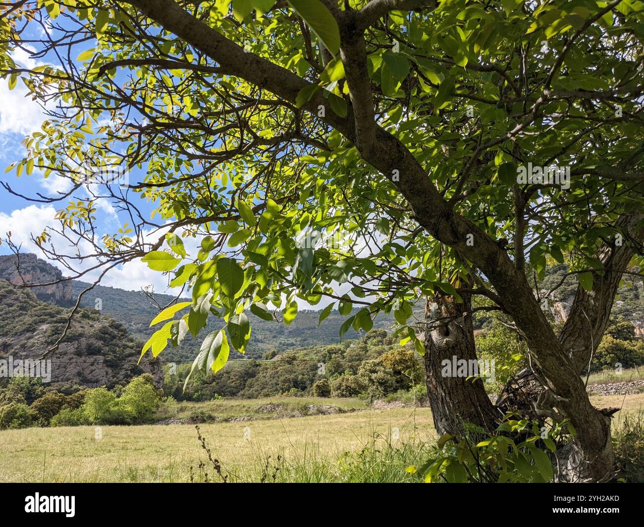 Persian walnut (Juglans regia Stock Photo - Alamy