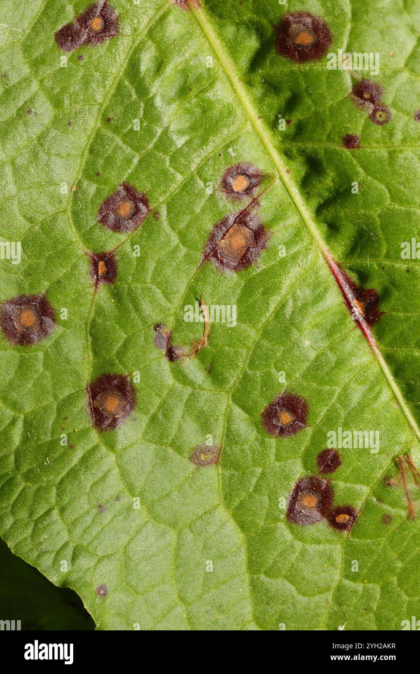 Ramularia hi-res stock photography and images - Alamy