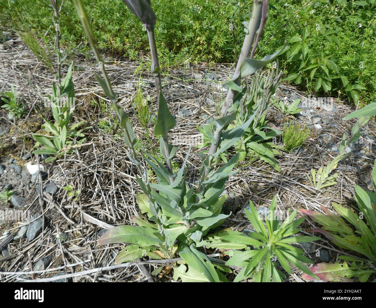 Tower Mustard (Turritis glabra Stock Photo - Alamy