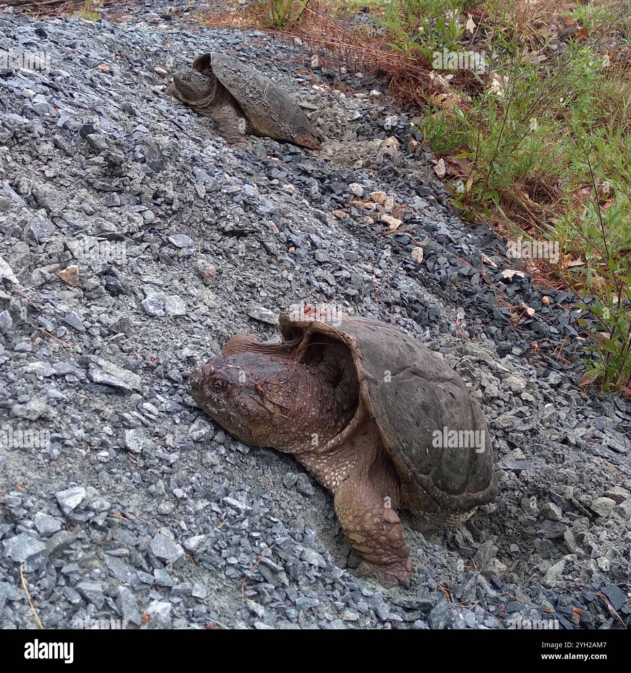Common Snapping Turtle (Chelydra serpentina Stock Photo - Alamy