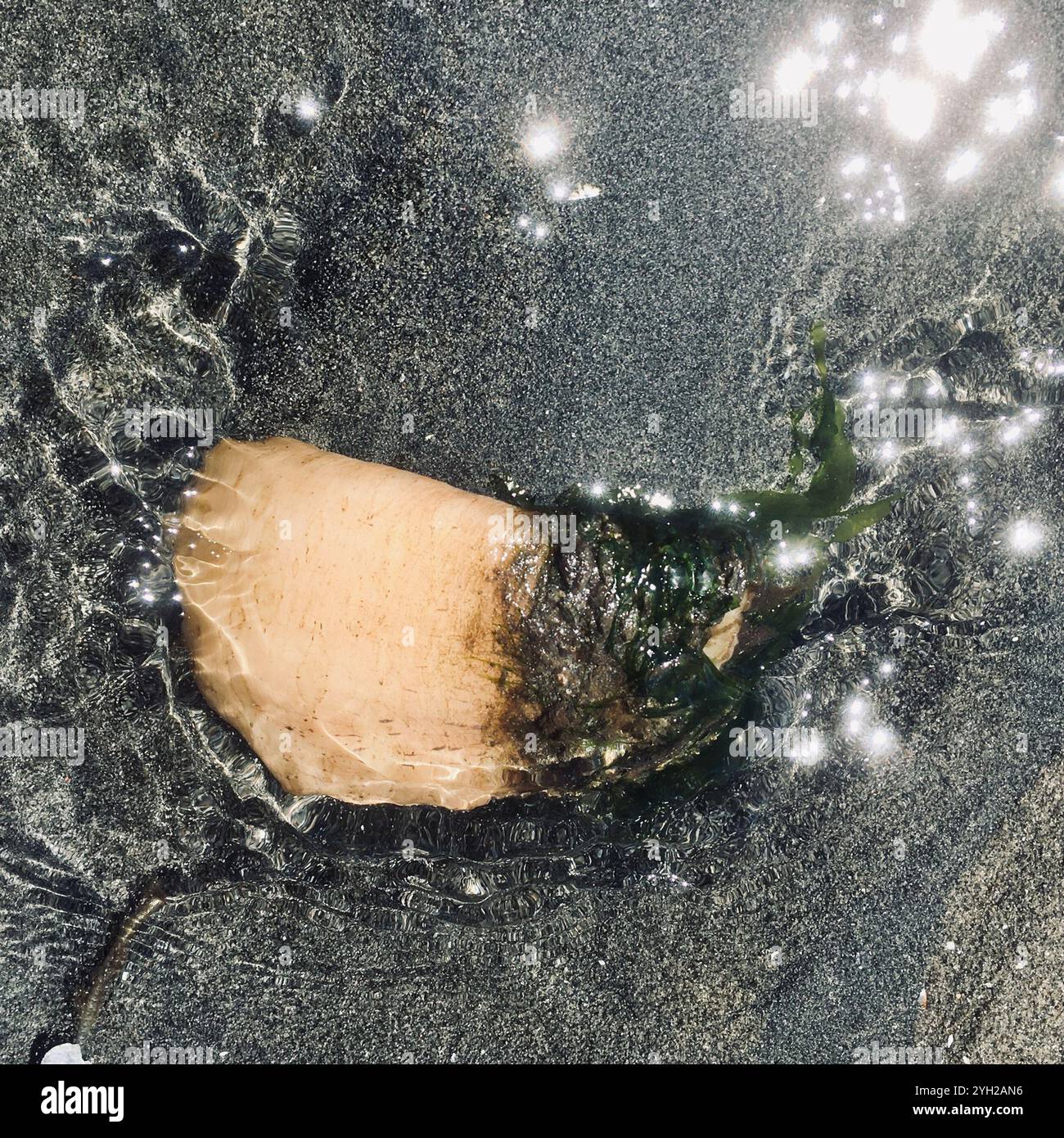 Pacific geoduck hi-res stock photography and images - Alamy