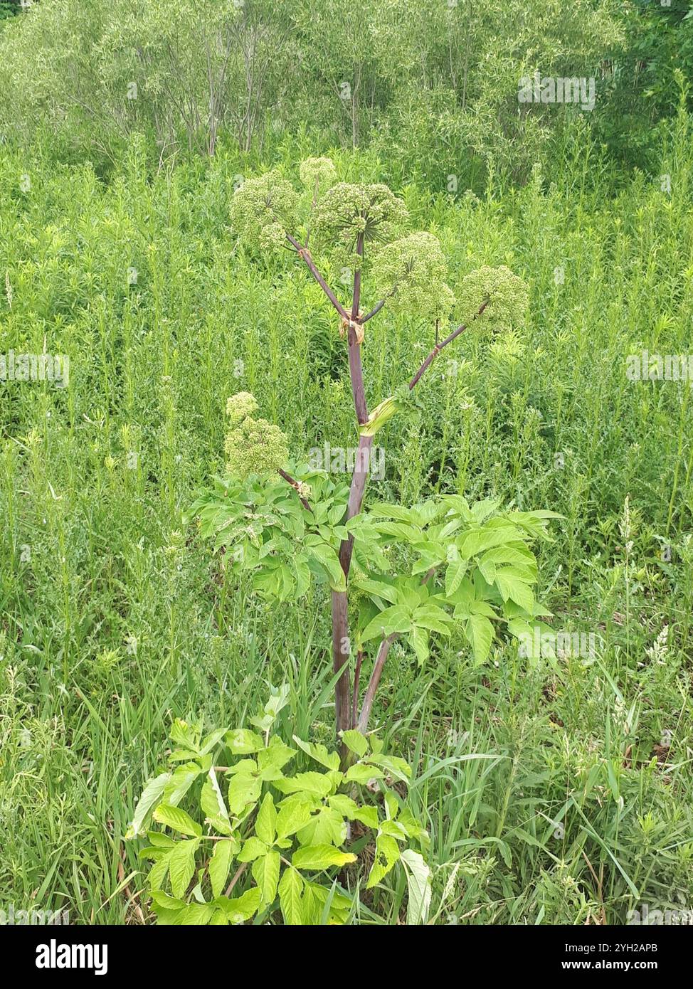purple-stemmed angelica (Angelica atropurpurea Stock Photo - Alamy