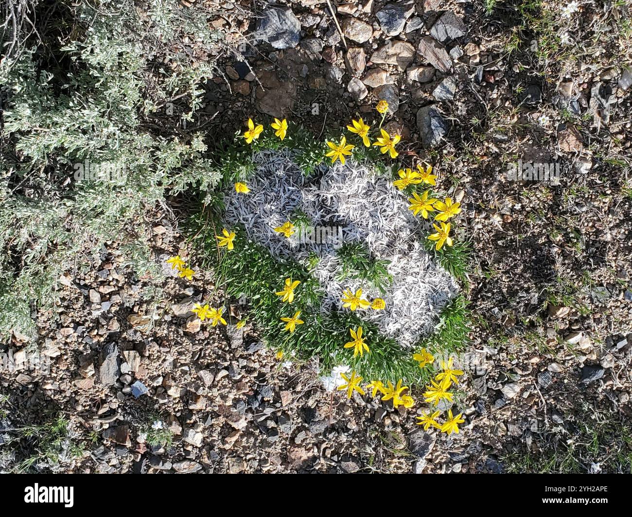 Stemless Mock Goldenweed (Stenotus acaulis Stock Photo - Alamy