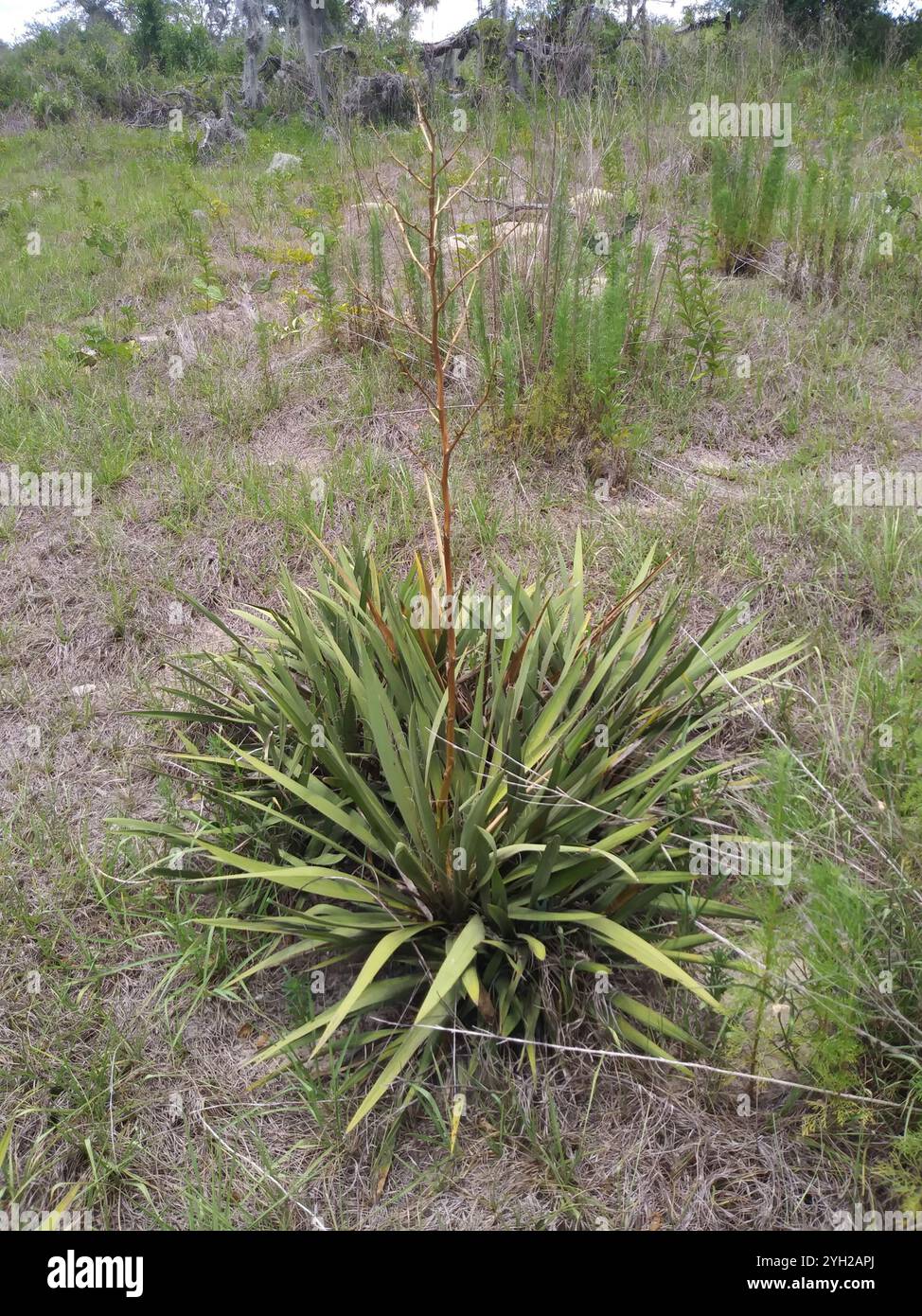 common yucca (Yucca filamentosa Stock Photo - Alamy