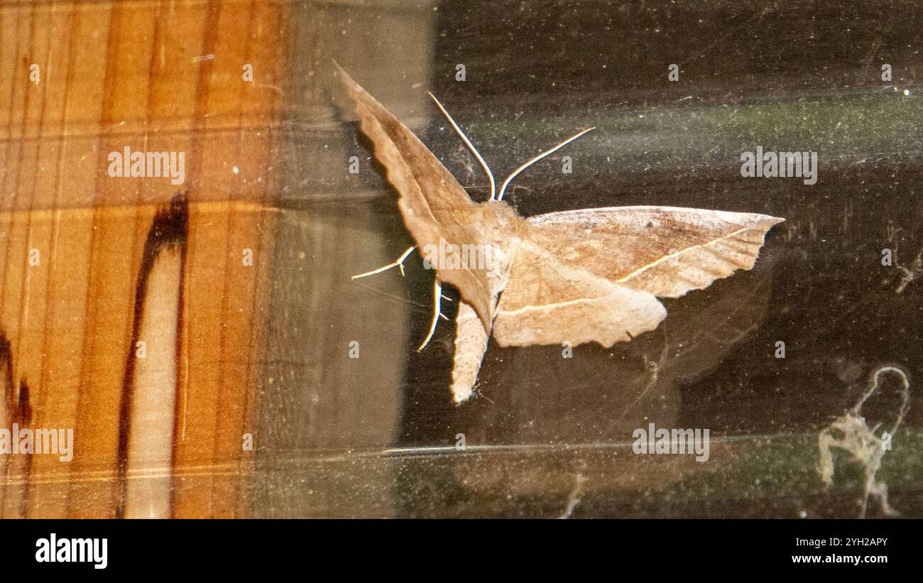 Curved-toothed Geometer Moth (Eutrapela clemataria Stock Photo - Alamy