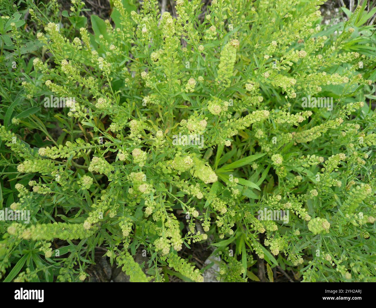 Common Peppergrass (Lepidium densiflorum Stock Photo - Alamy
