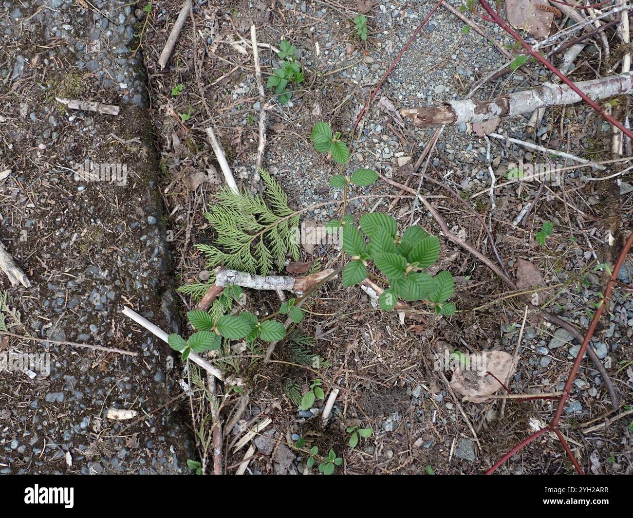 Red Alder (Alnus rubra Stock Photo - Alamy