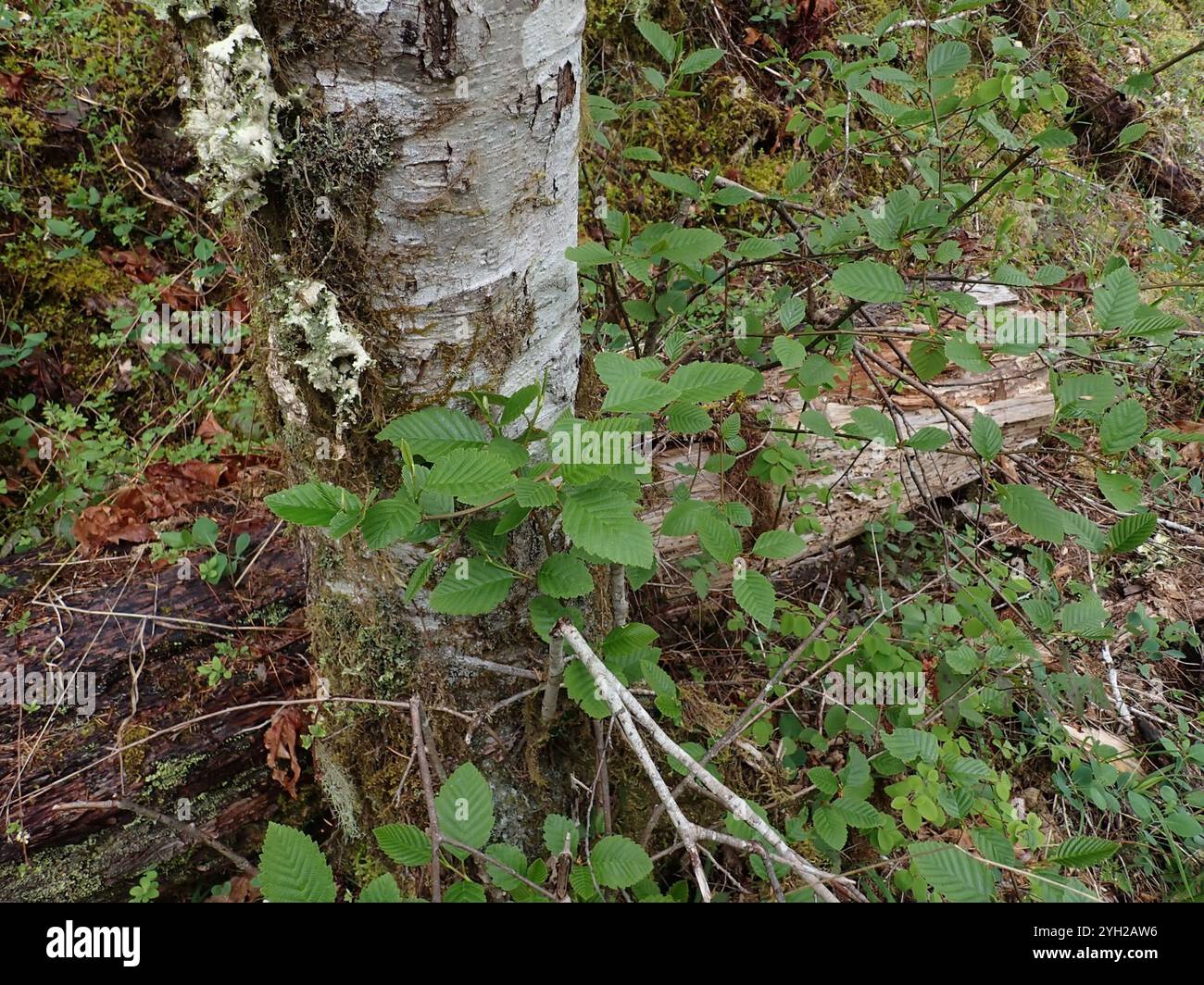 Red Alder (Alnus rubra Stock Photo - Alamy