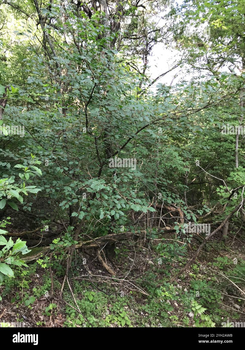 Texas mulberry (Morus microphylla Stock Photo - Alamy