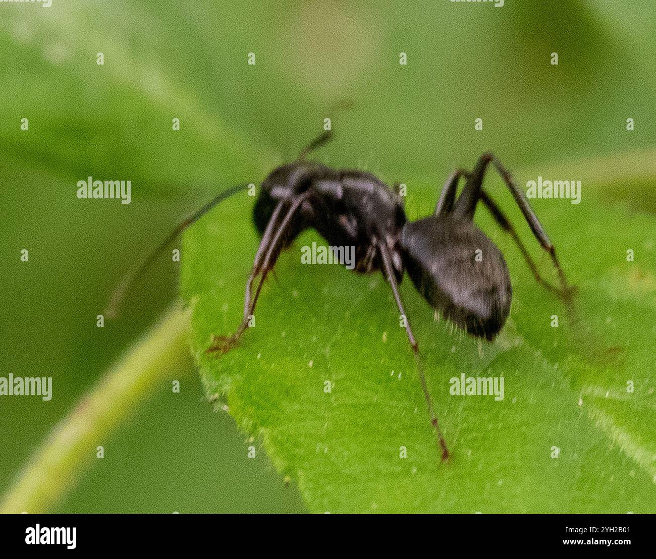 Eastern carpenter ant on hi-res stock photography and images - Alamy