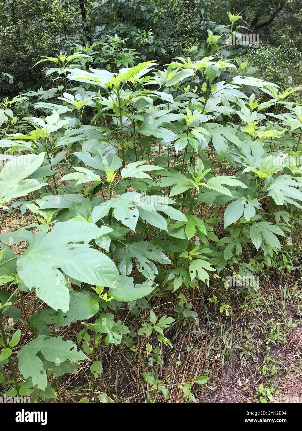 giant ragweed (Ambrosia trifida Stock Photo - Alamy