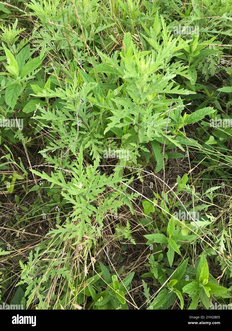 western ragweed (Ambrosia psilostachya Stock Photo - Alamy