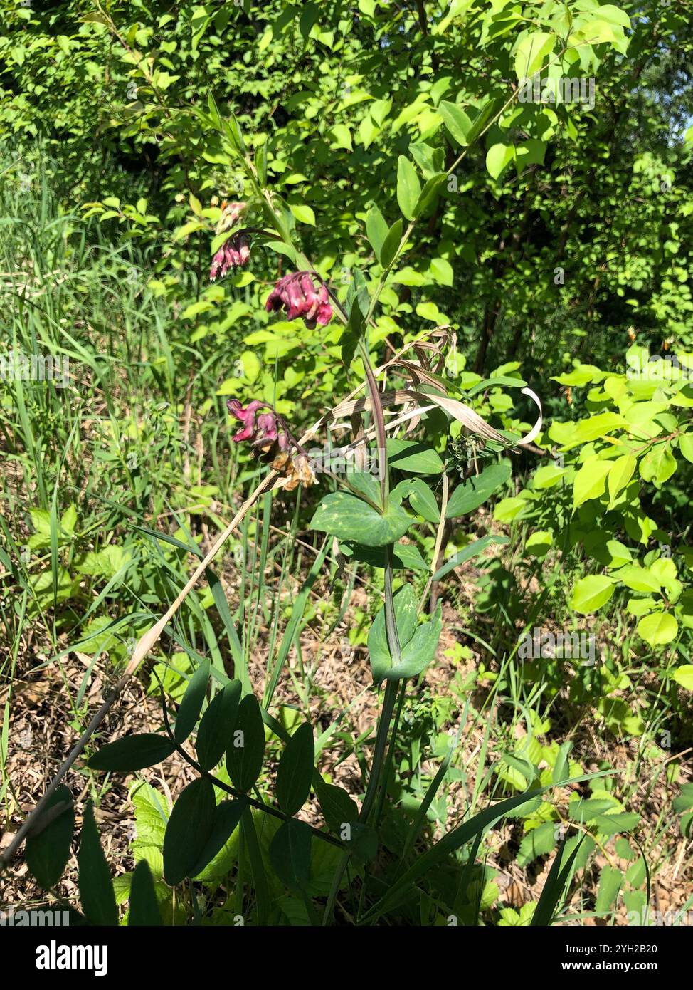 Pisiform grass-pea (Lathyrus pisiformis Stock Photo - Alamy
