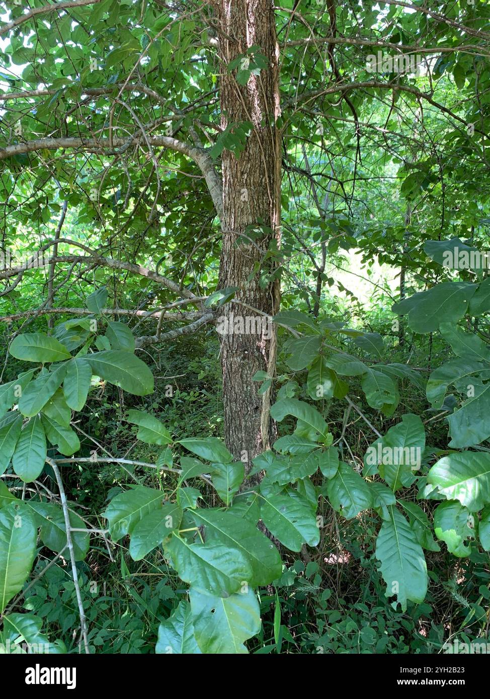 shingle oak (Quercus imbricaria Stock Photo - Alamy