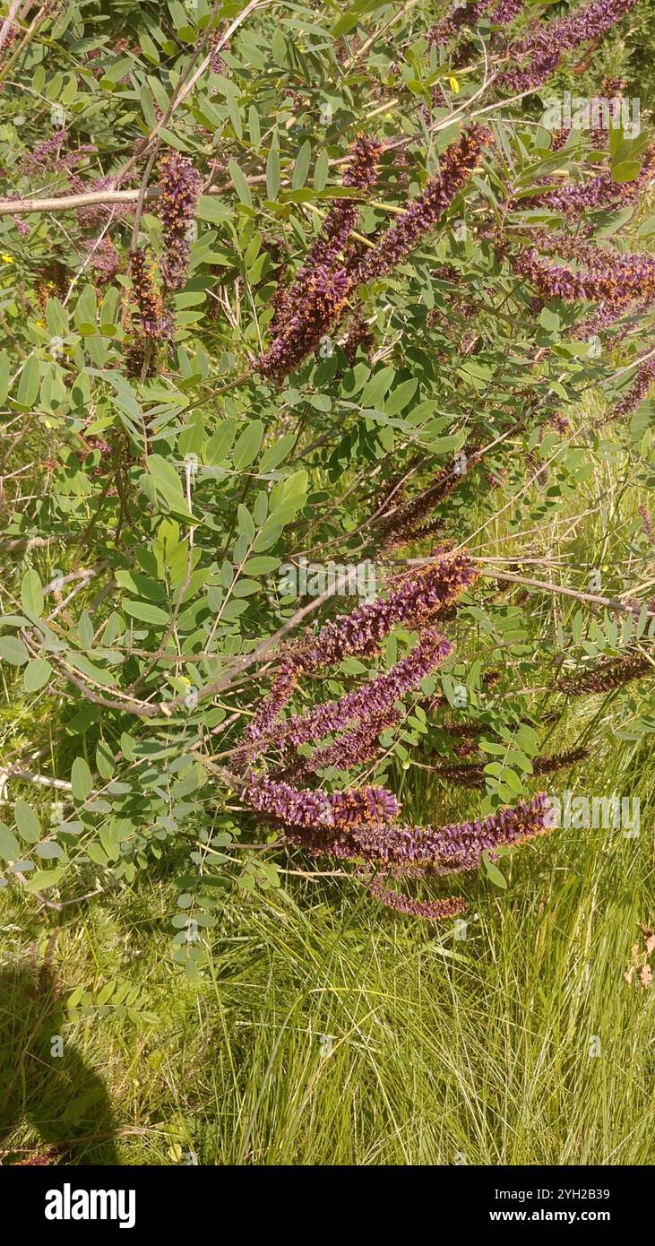 false indigo bush (Amorpha fruticosa Stock Photo - Alamy