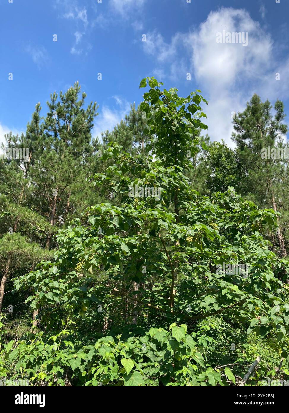 princess tree (Paulownia tomentosa Stock Photo - Alamy