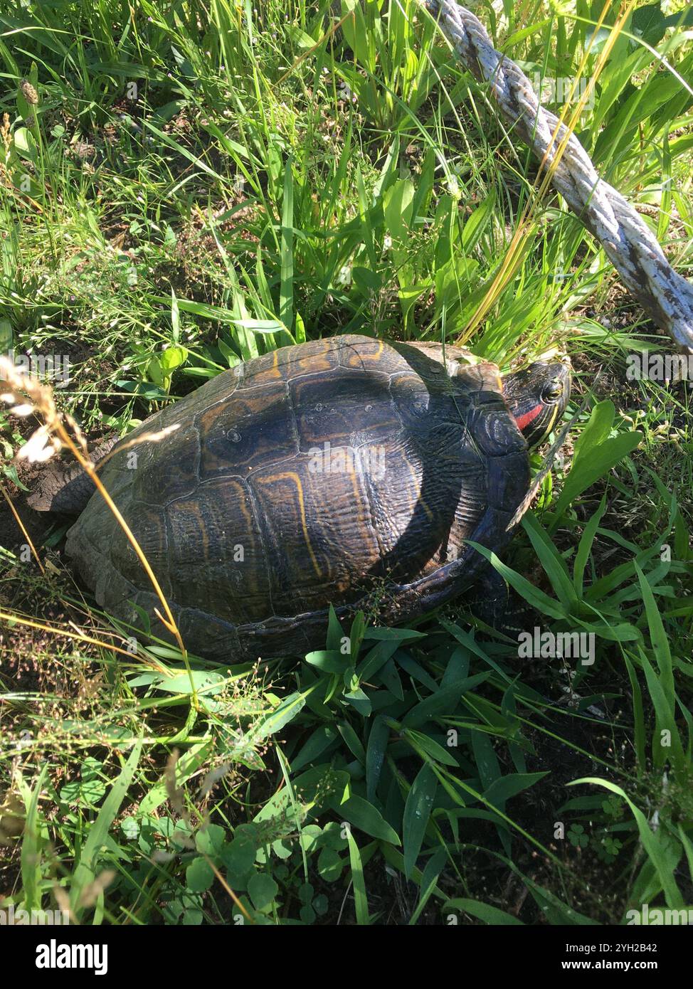 Red-eared Slider (Trachemys scripta elegans Stock Photo - Alamy