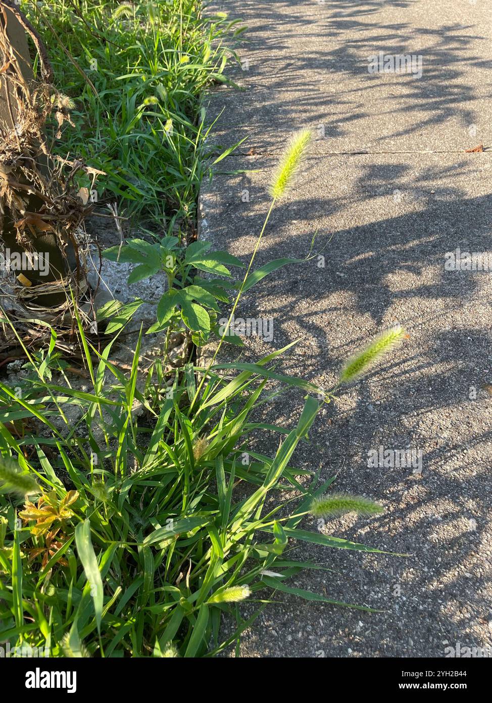 Green Bristle Grass (Setaria viridis Stock Photo - Alamy