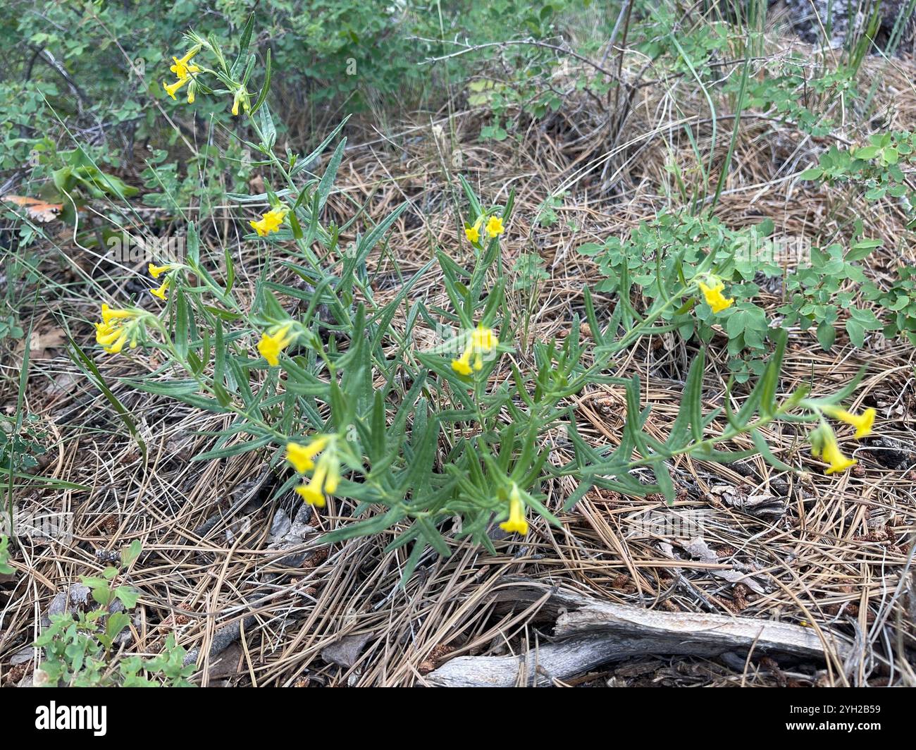 manyflowered gromwell (Lithospermum multiflorum Stock Photo - Alamy