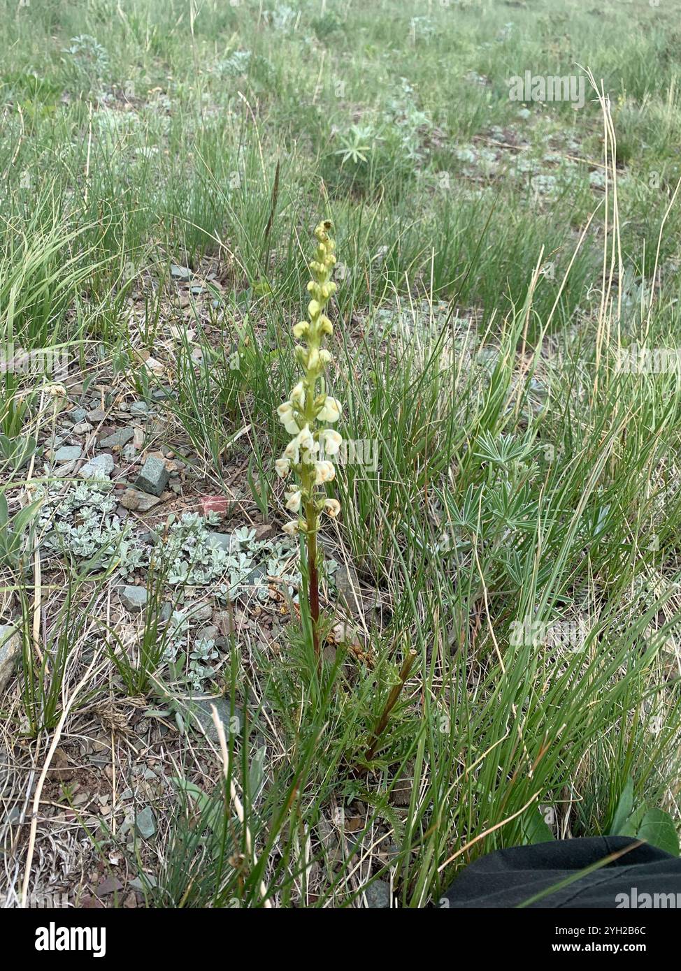 curved-beak lousewort (Pedicularis contorta Stock Photo - Alamy