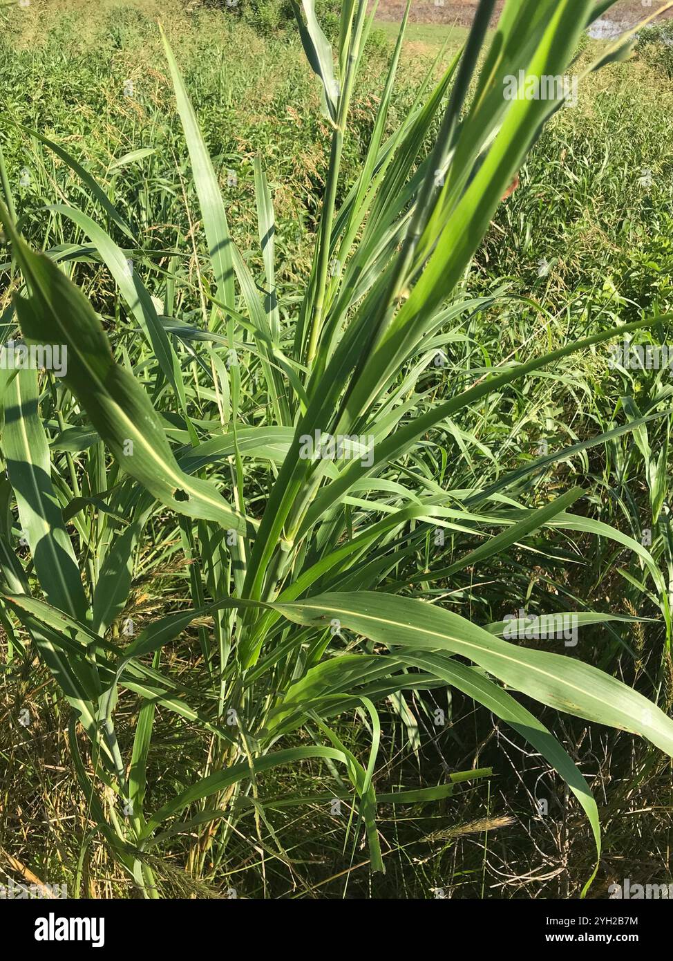 Johnson grass (Sorghum halepense Stock Photo - Alamy
