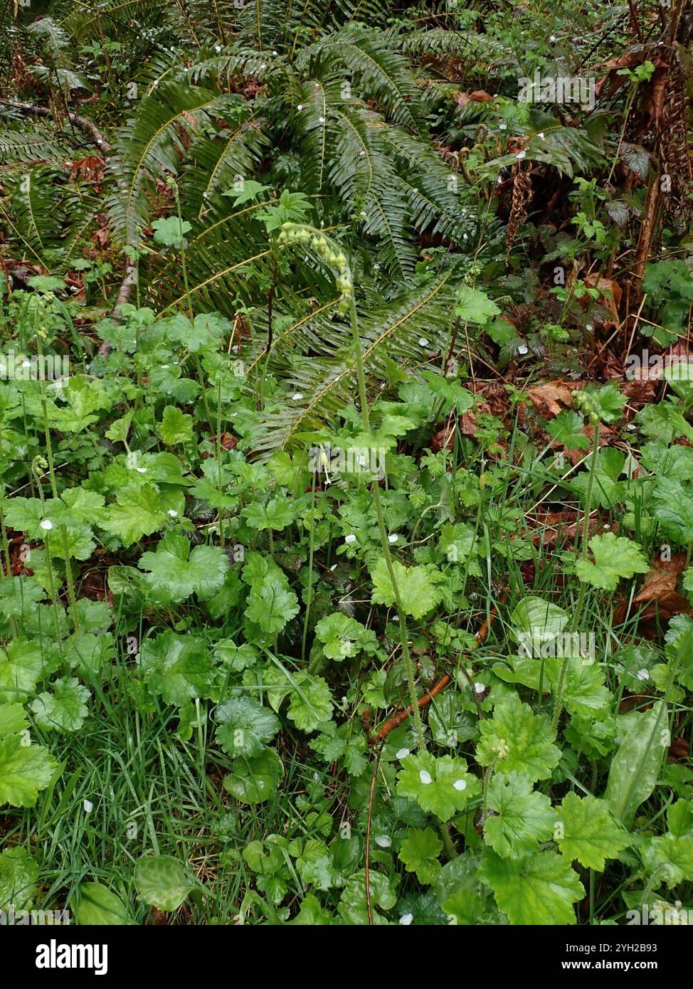 fringe cups (Tellima grandiflora Stock Photo - Alamy