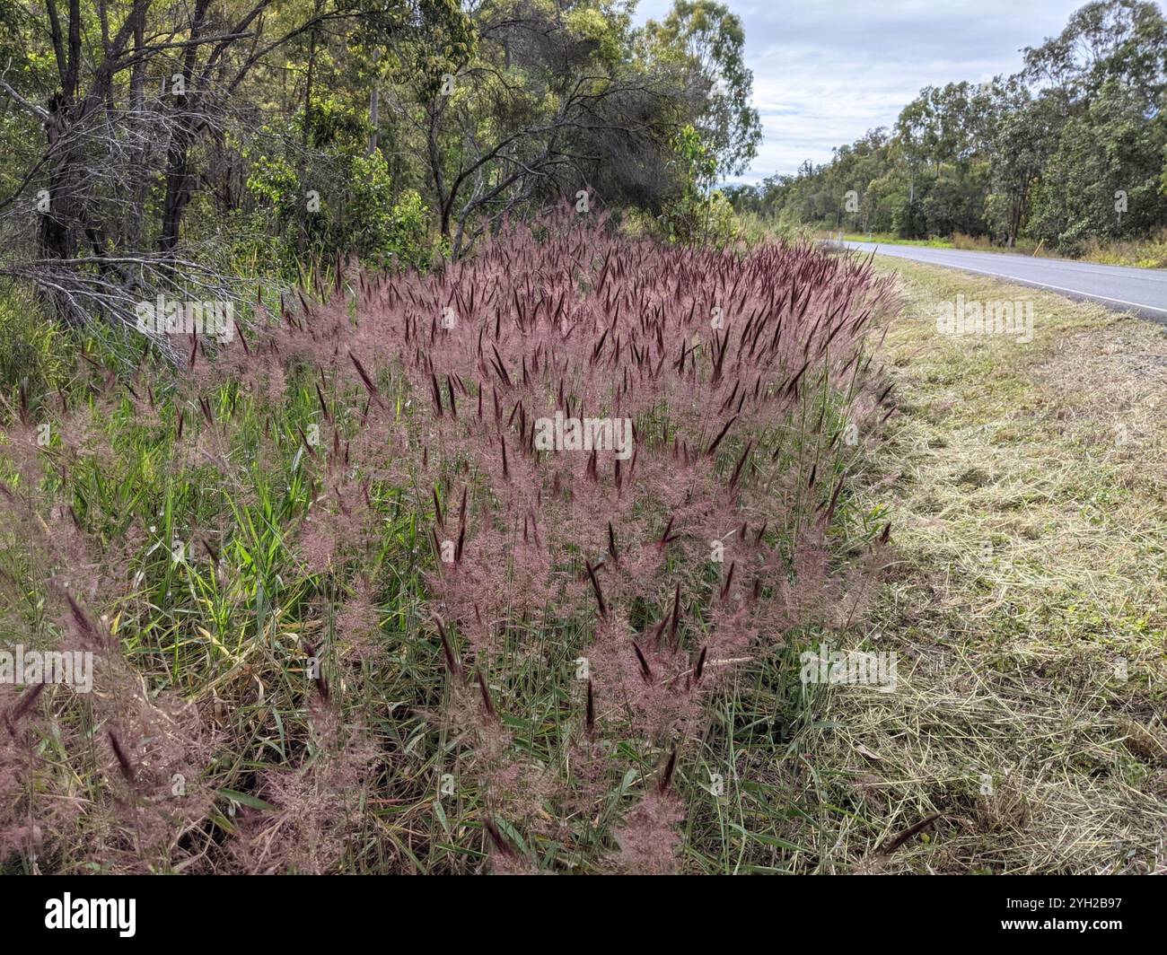 Molasses Grass (Melinis minutiflora Stock Photo - Alamy