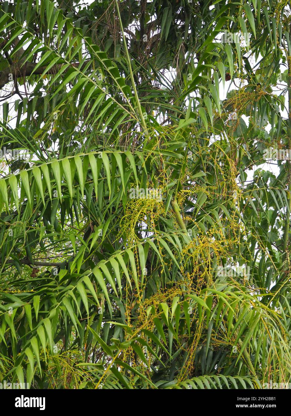 Yellow Rotang Palm (Calamus formosanus Stock Photo - Alamy