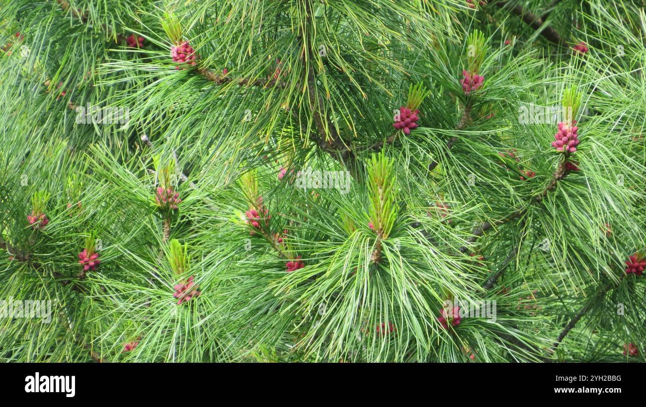Siberian pine (Pinus sibirica Stock Photo - Alamy