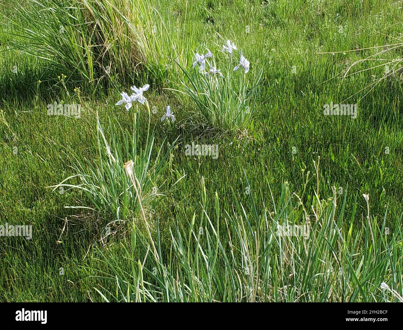 western blue flag (Iris missouriensis Stock Photo - Alamy