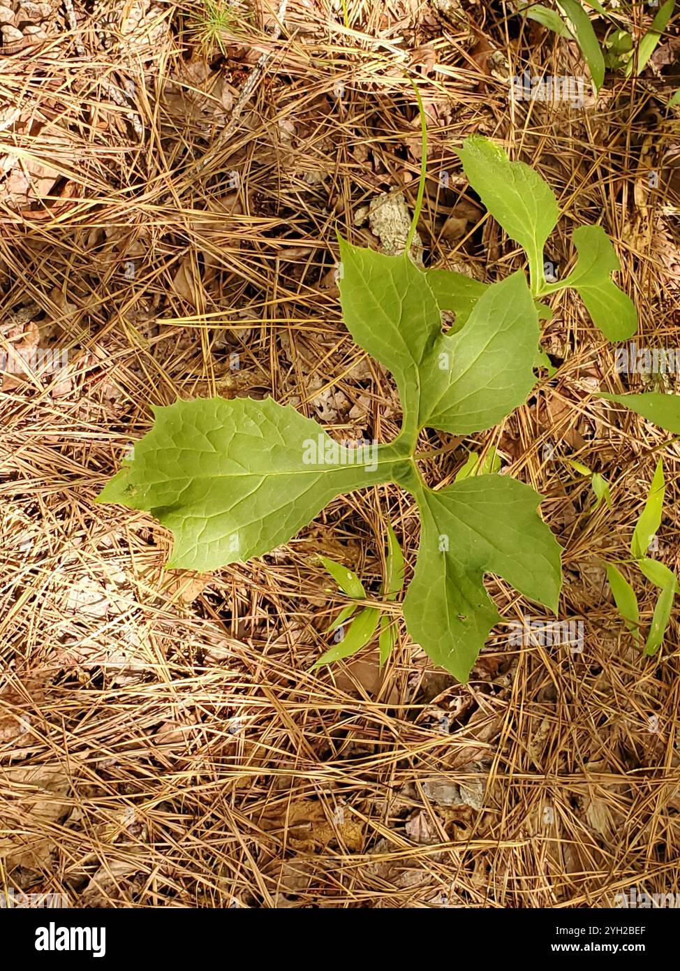 tall rattlesnake root (Nabalus altissimus Stock Photo - Alamy