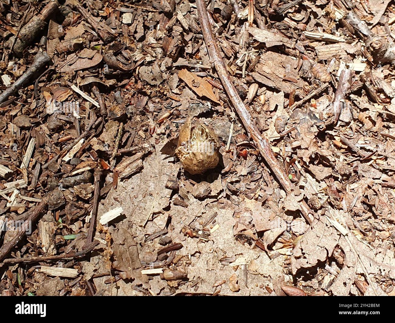 Spongy Oak Apple Gall Wasp (Amphibolips confluenta Stock Photo - Alamy