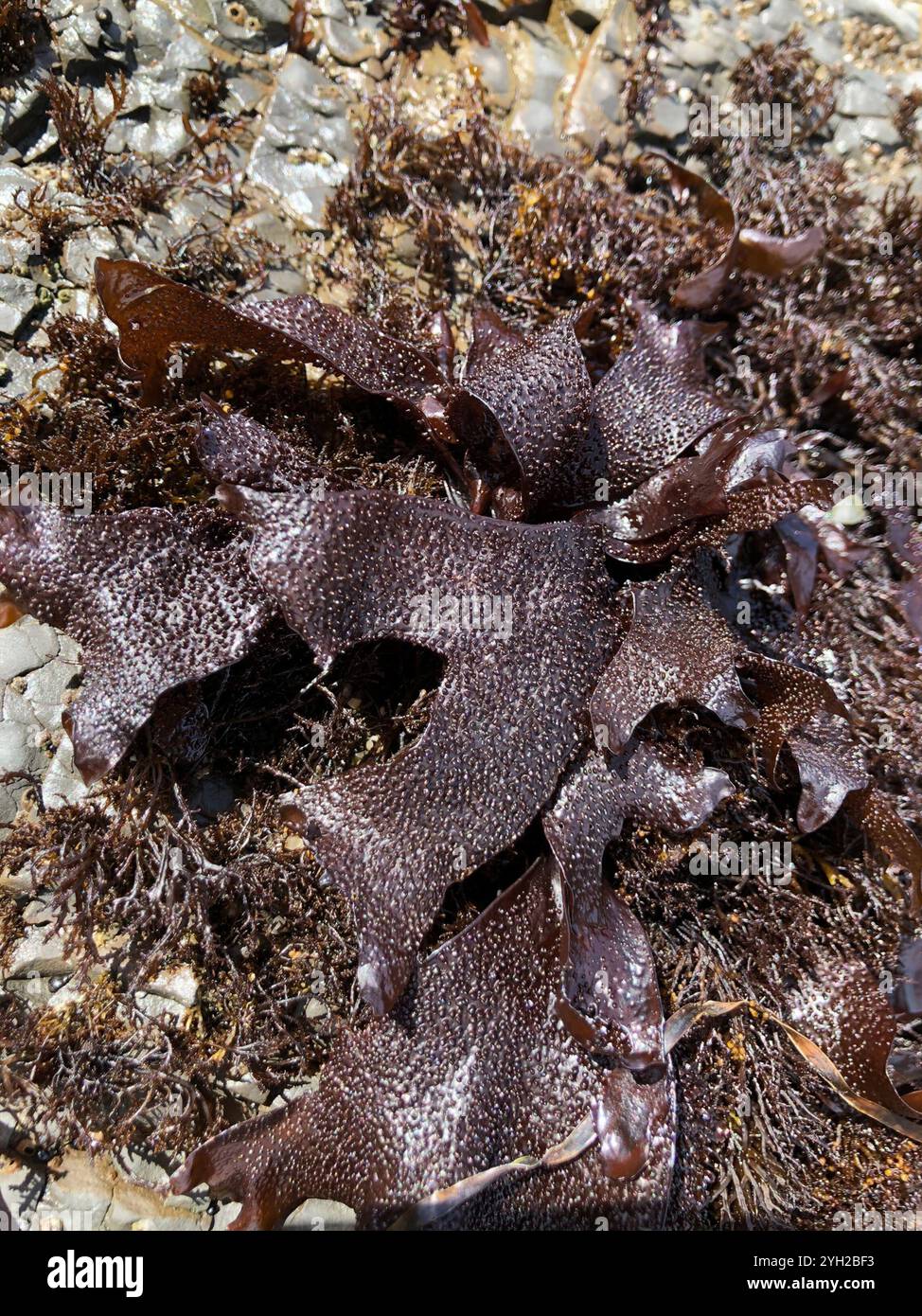 Mastocarpus papillatus hi-res stock photography and images - Alamy