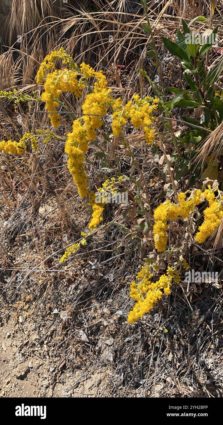 velvety goldenrod (Solidago velutina Stock Photo - Alamy
