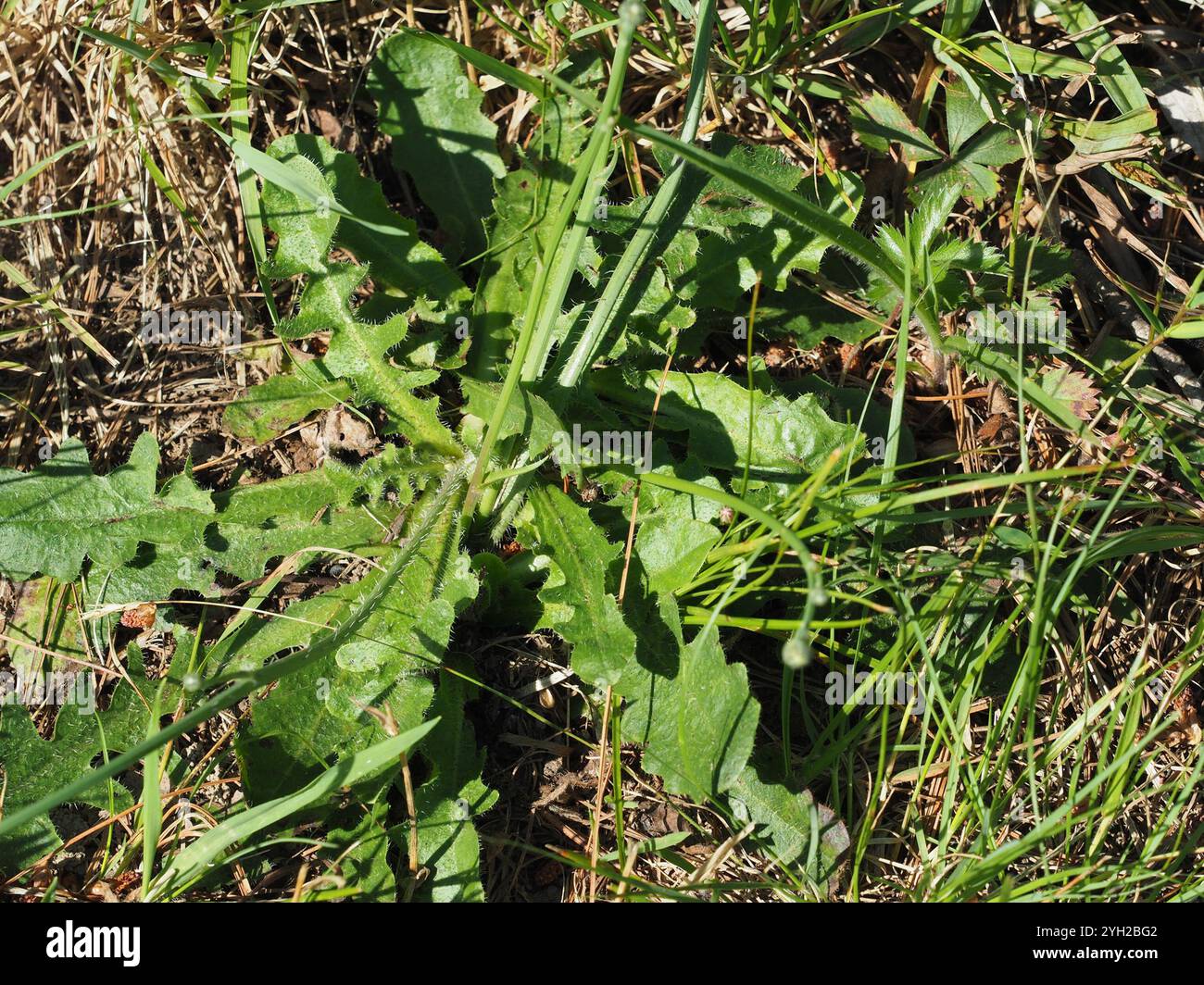 Common Cat's-ear (Hypochaeris radicata Stock Photo - Alamy