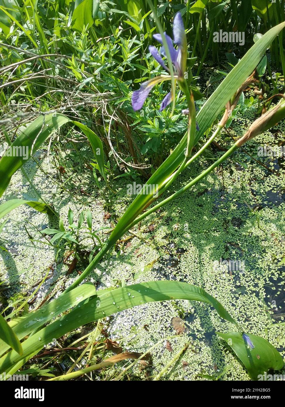 southern blue flag (Iris virginica Stock Photo - Alamy