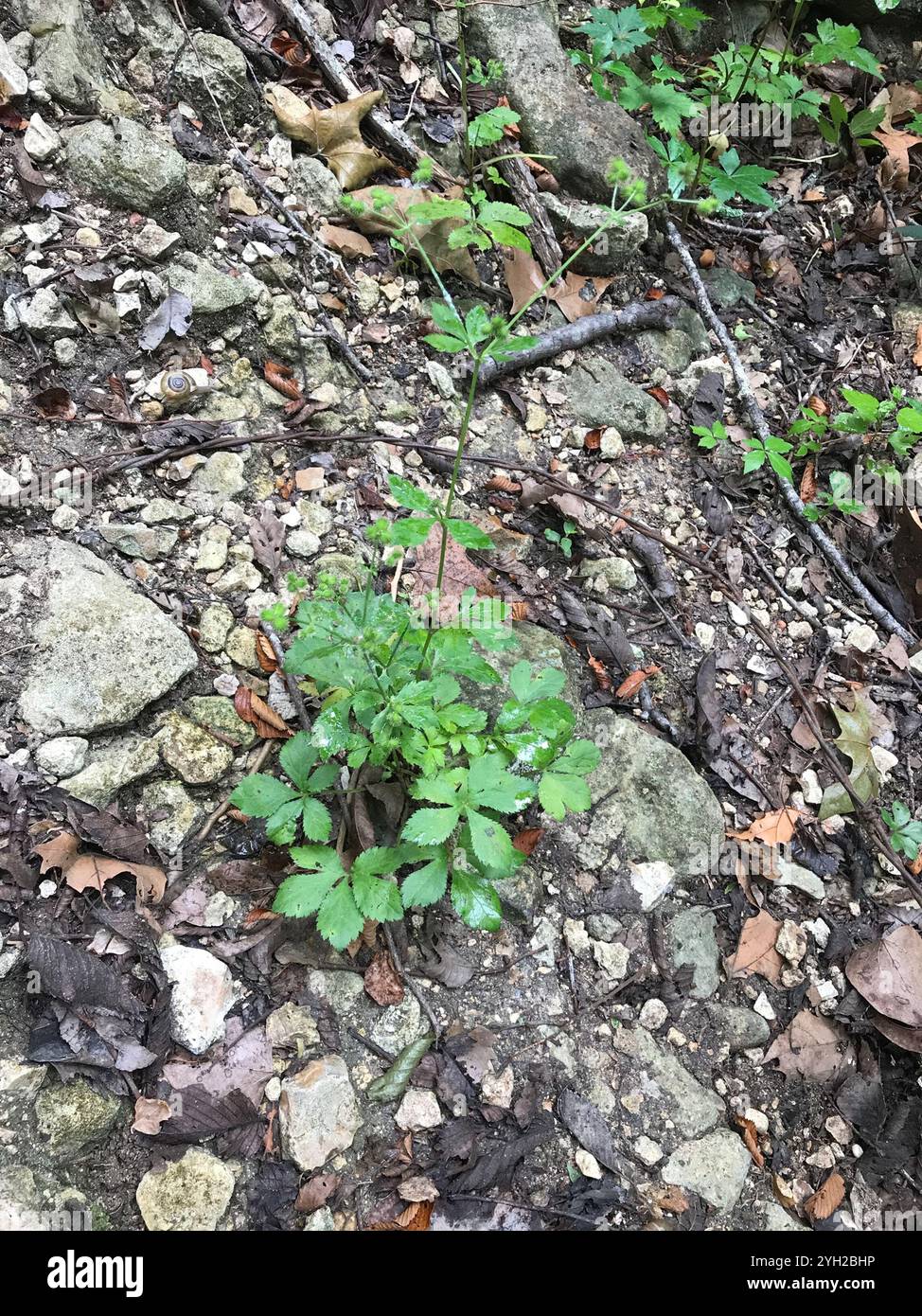 Black Snakeroot (Sanicula canadensis Stock Photo - Alamy