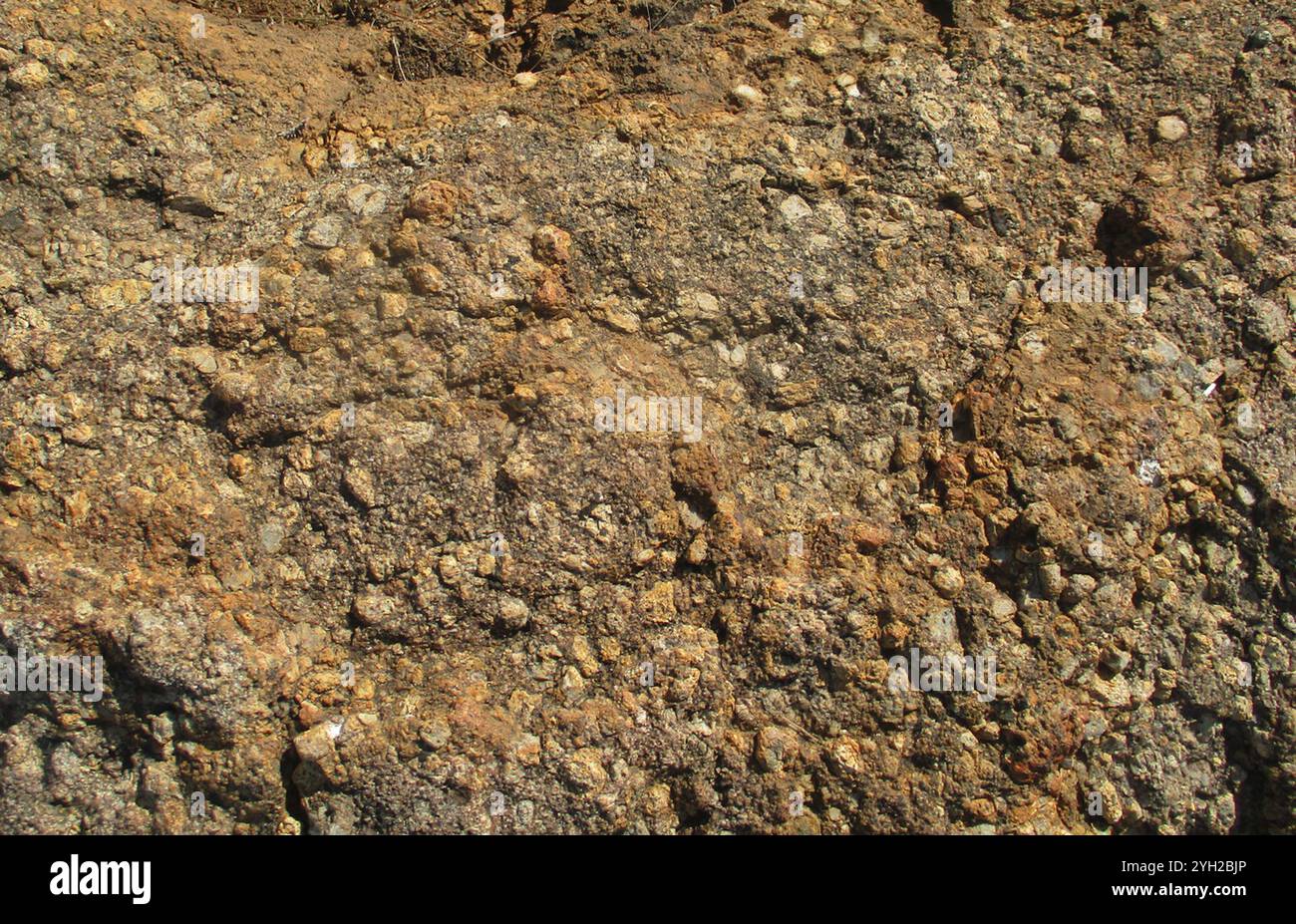 rock shield lichens (Xanthoparmelia Stock Photo - Alamy