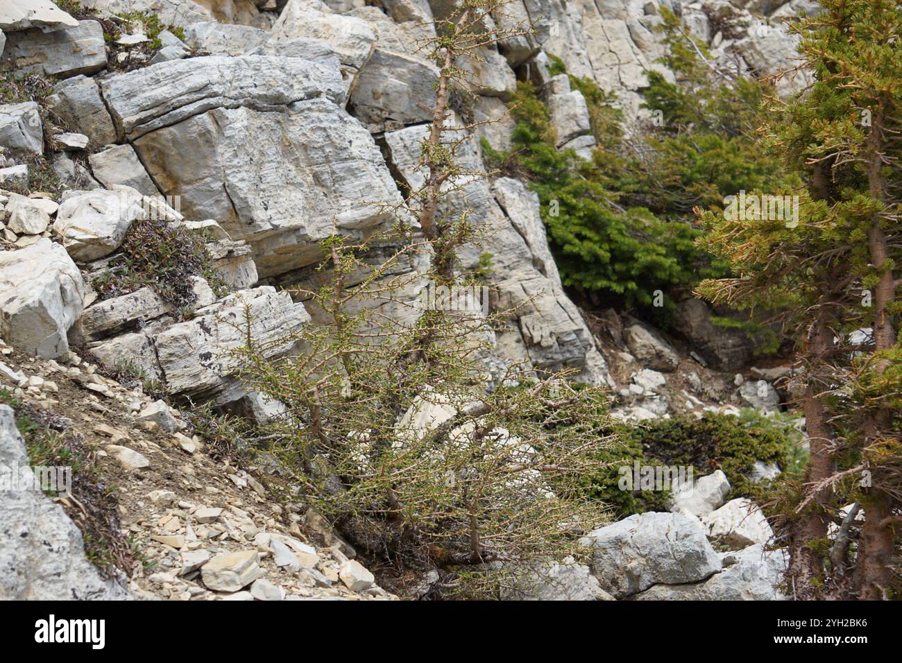 subalpine larch (Larix lyallii Stock Photo - Alamy