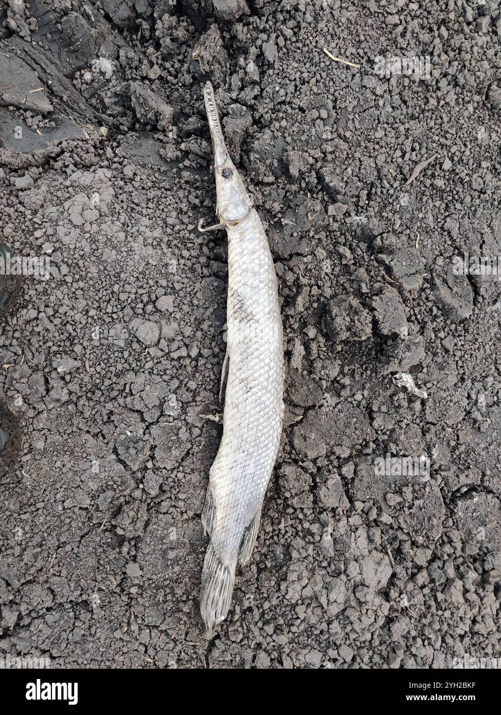 Florida Gar (Lepisosteus platyrhincus Stock Photo - Alamy