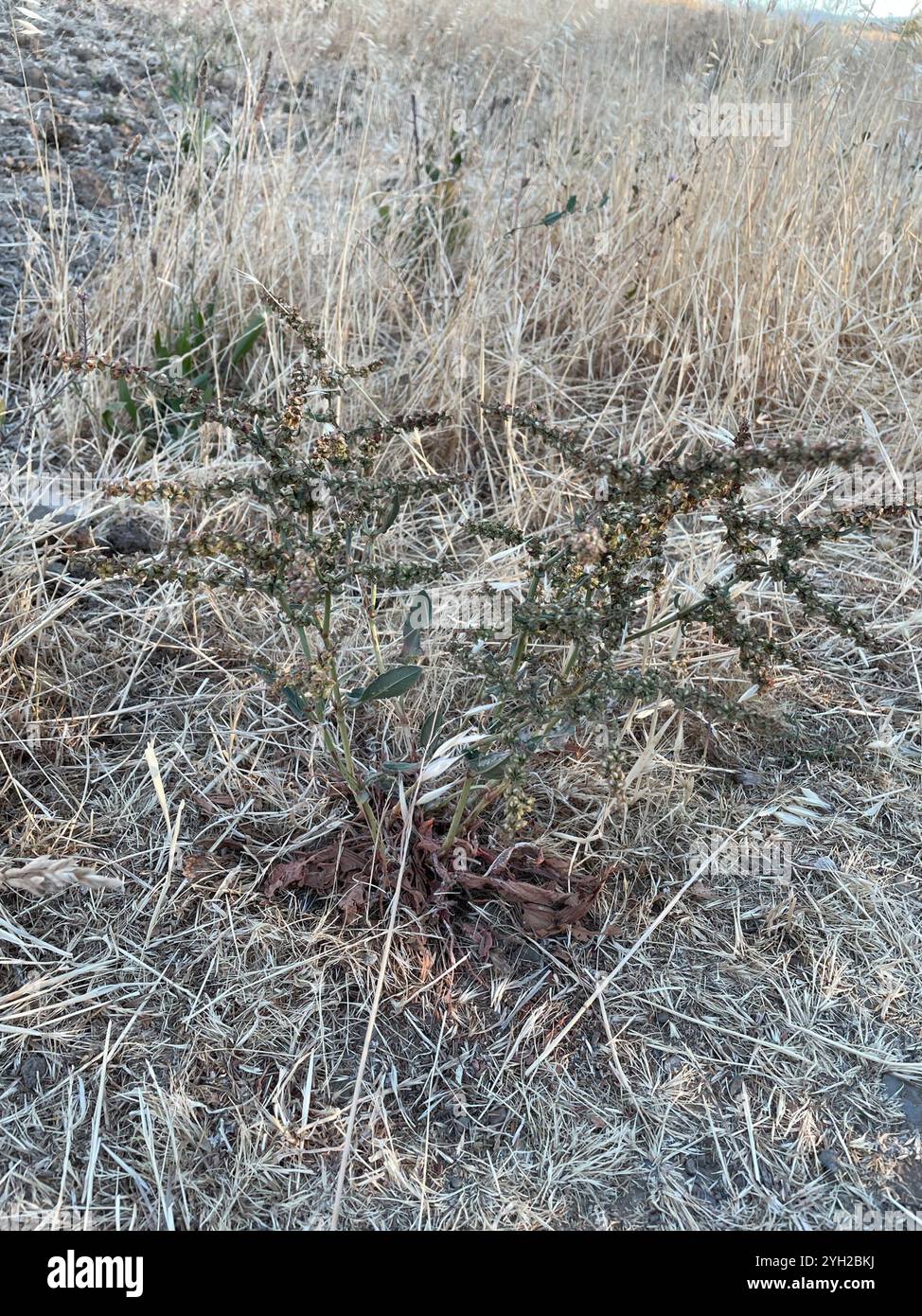 fiddle dock (Rumex pulcher Stock Photo - Alamy