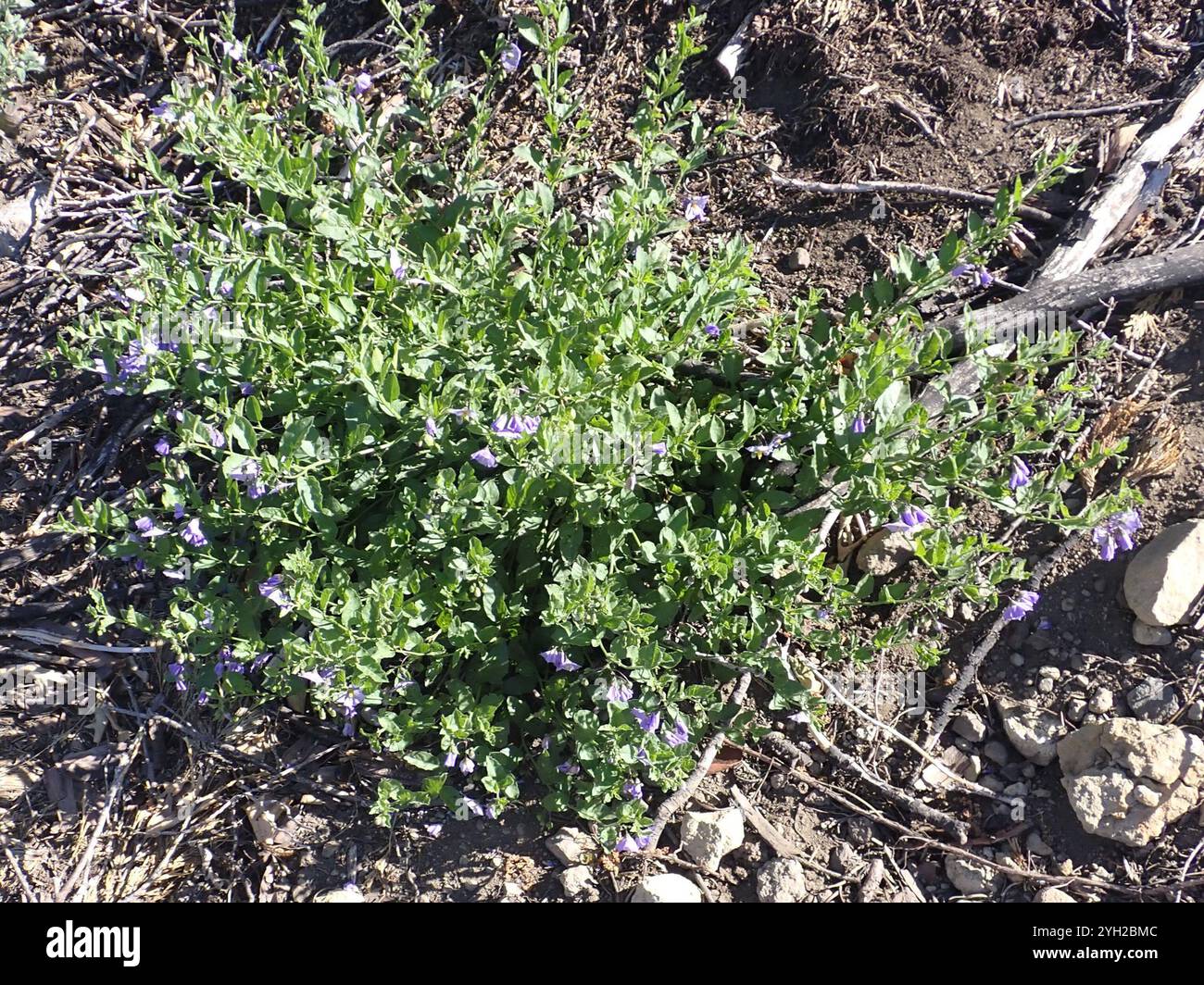 purple nightshade (Solanum xanti Stock Photo - Alamy